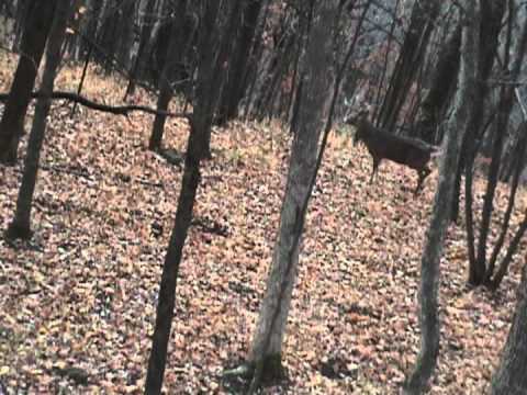 180 Inch Monster! Bowhunting Giant Wisconsin Deer - YouTube