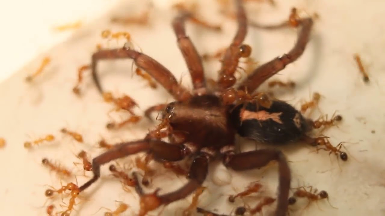 Fire Ants Vs Giant Wolf Spider! - YouTube