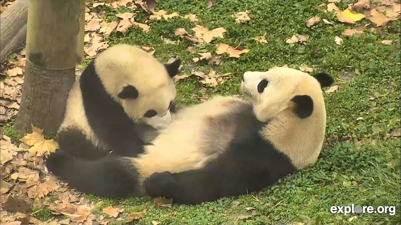 My Mom Is Bao Bao, Episode II 11-17-2022 - YouTube