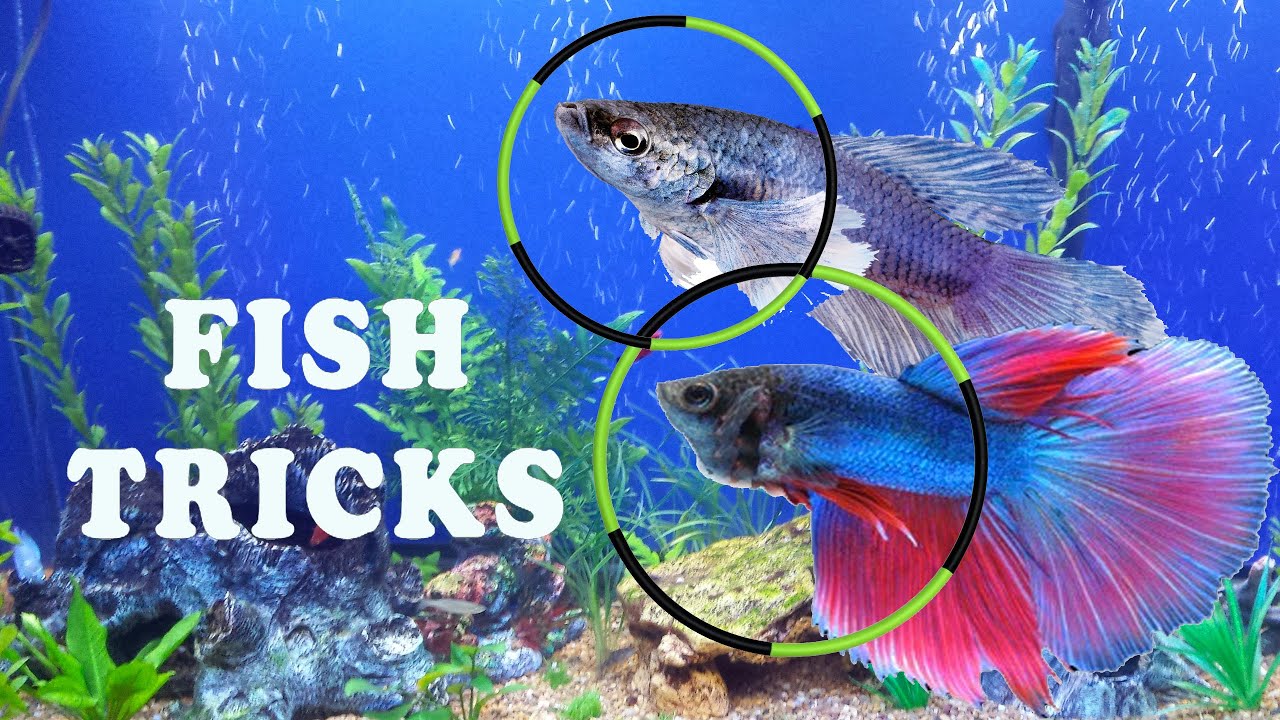 DIY How To TRAIN A FISH! Male Female Betta Fish JUMP THROUGH HOOP Jump ...