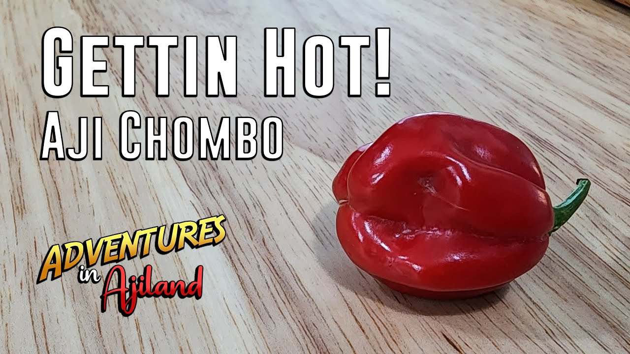 This one HURT a bit. Aji Chombo - YouTube