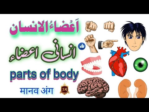 parts of body in Arabic | اعضاء الانسان | اعضاء انسانی | मानव अंग - YouTube