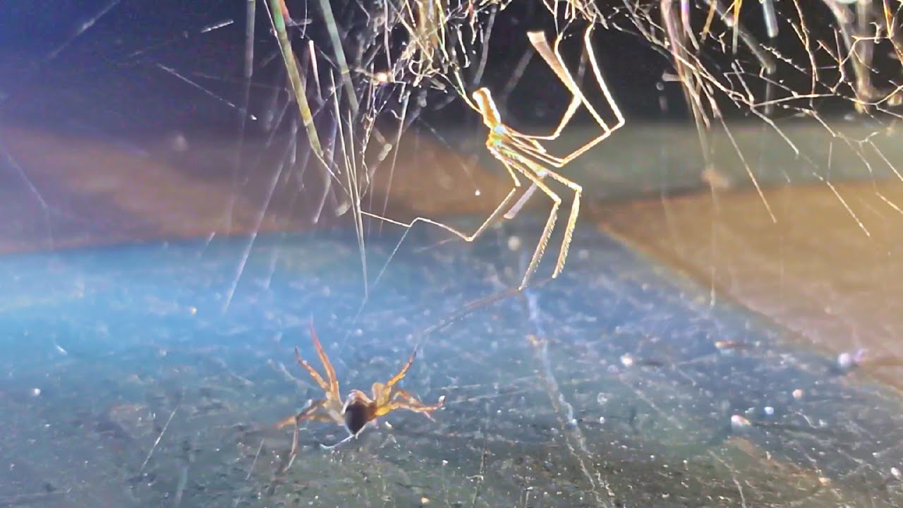 Cellar Spider vs Spiders Compilation - YouTube