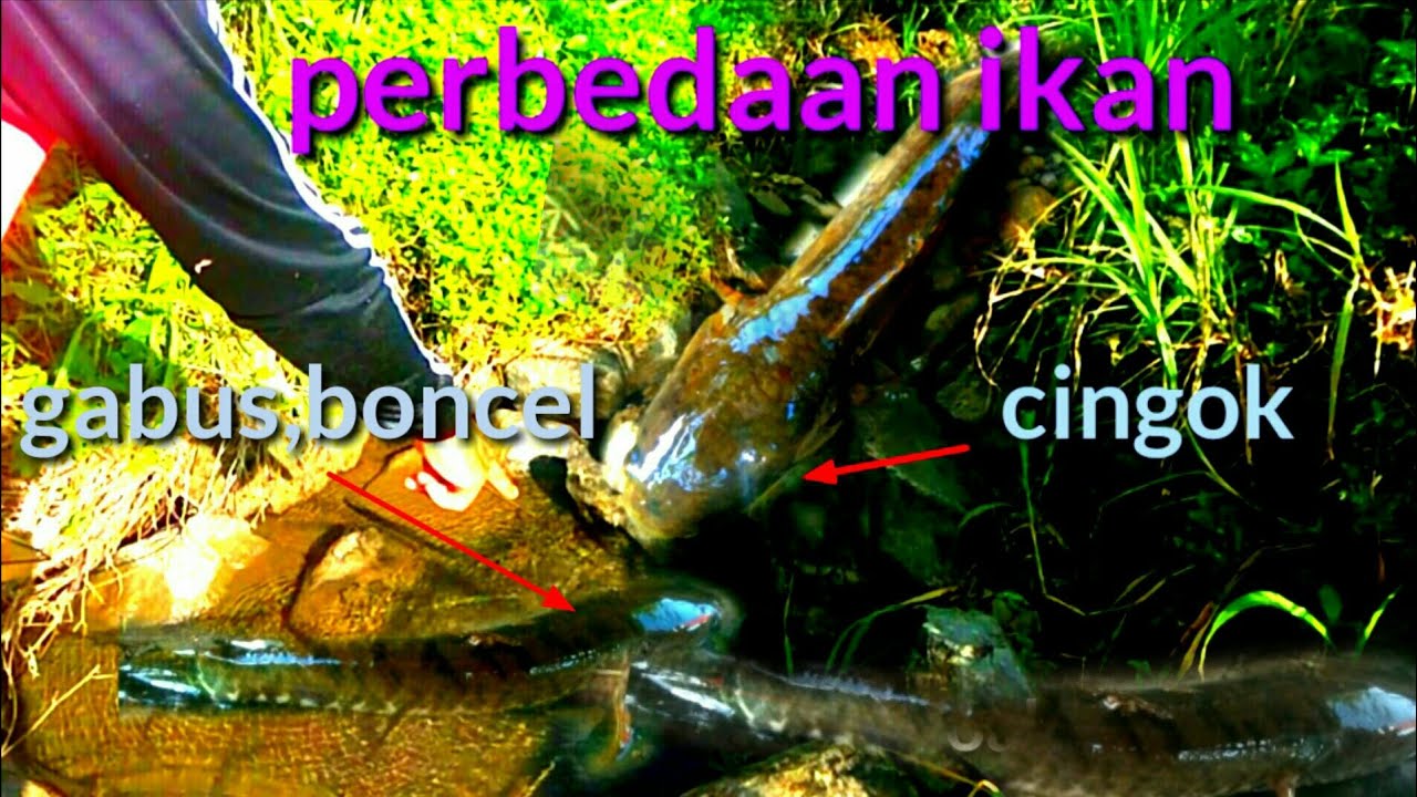 ternyata disini sarang ikan ,gabus,boncel,dan ikan bogo,cingok - YouTube