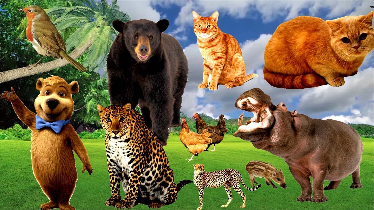 Wild Animal Sounds In Nature - Elephant, Bear, Dog, Alpaca, Cow Tiger ...