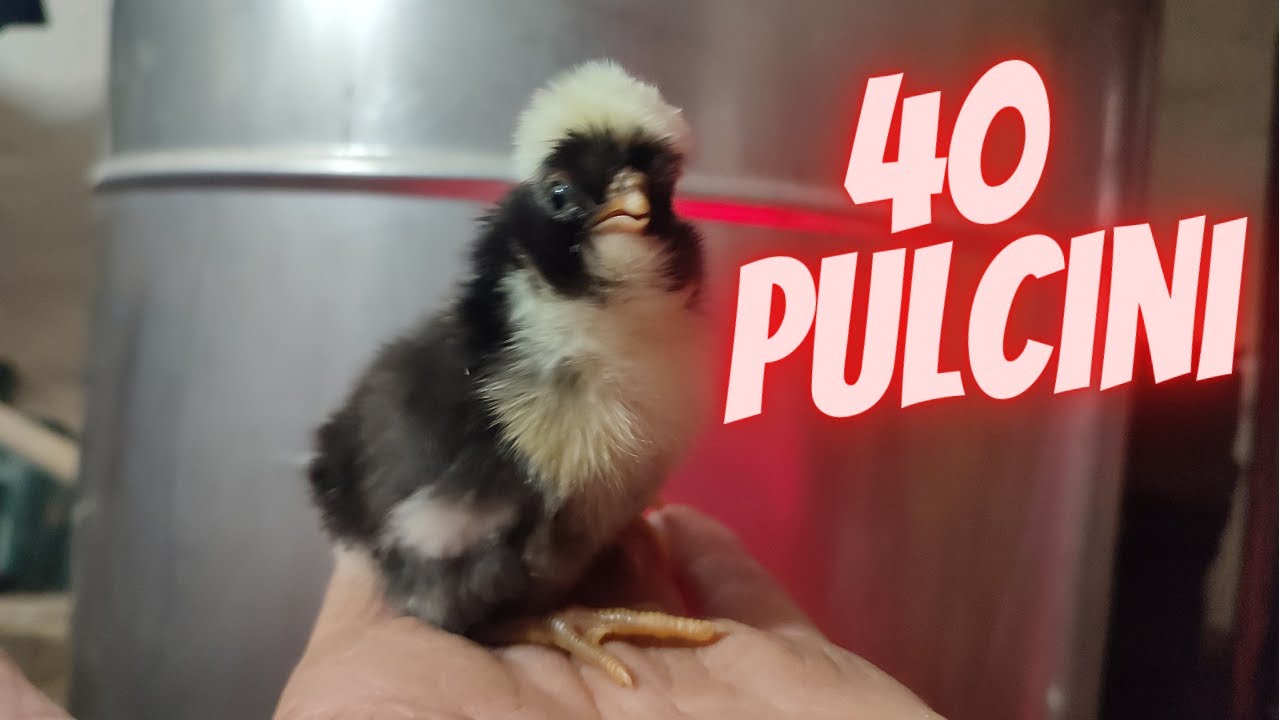 Sono nati 40 pulcini - YouTube