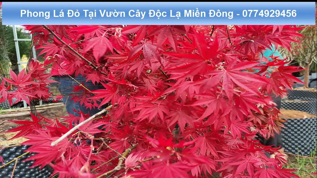 Bật mí bí quyết trồng cây phong lá đỏ ở Việt Nam đỏ quanh năm - YouTube