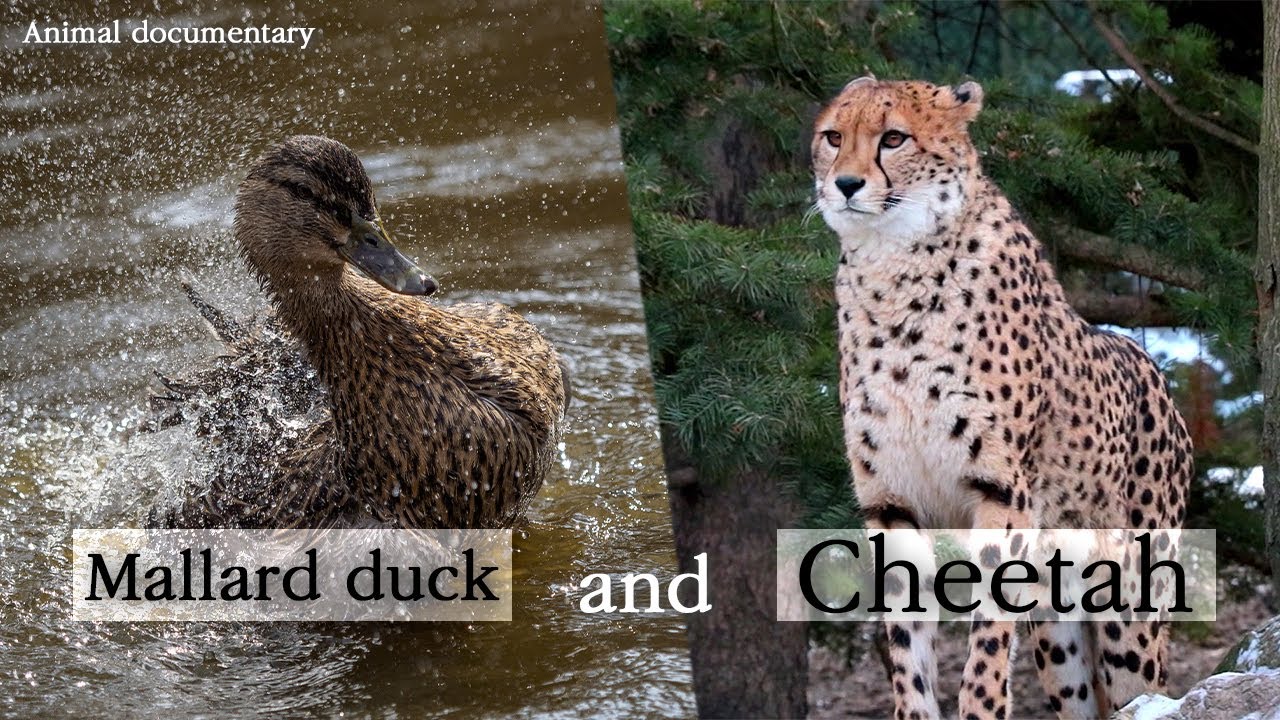 Mallard duck, Cheetah [Animal Documentary] - YouTube