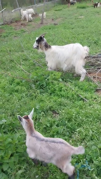 Ta Ta Ta Caprita Ta - YouTube