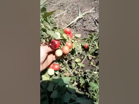 Томат Горшечный розовый черри - YouTube