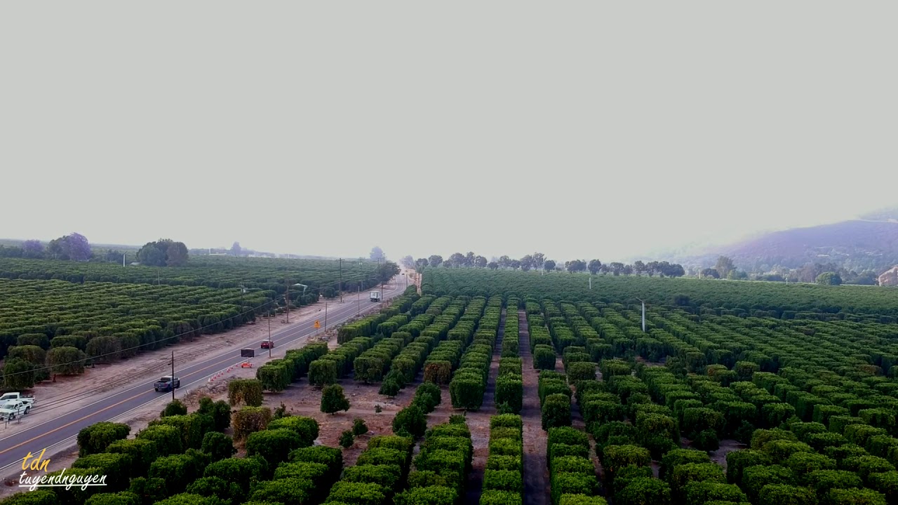Pauma Valley, Orange field - YouTube