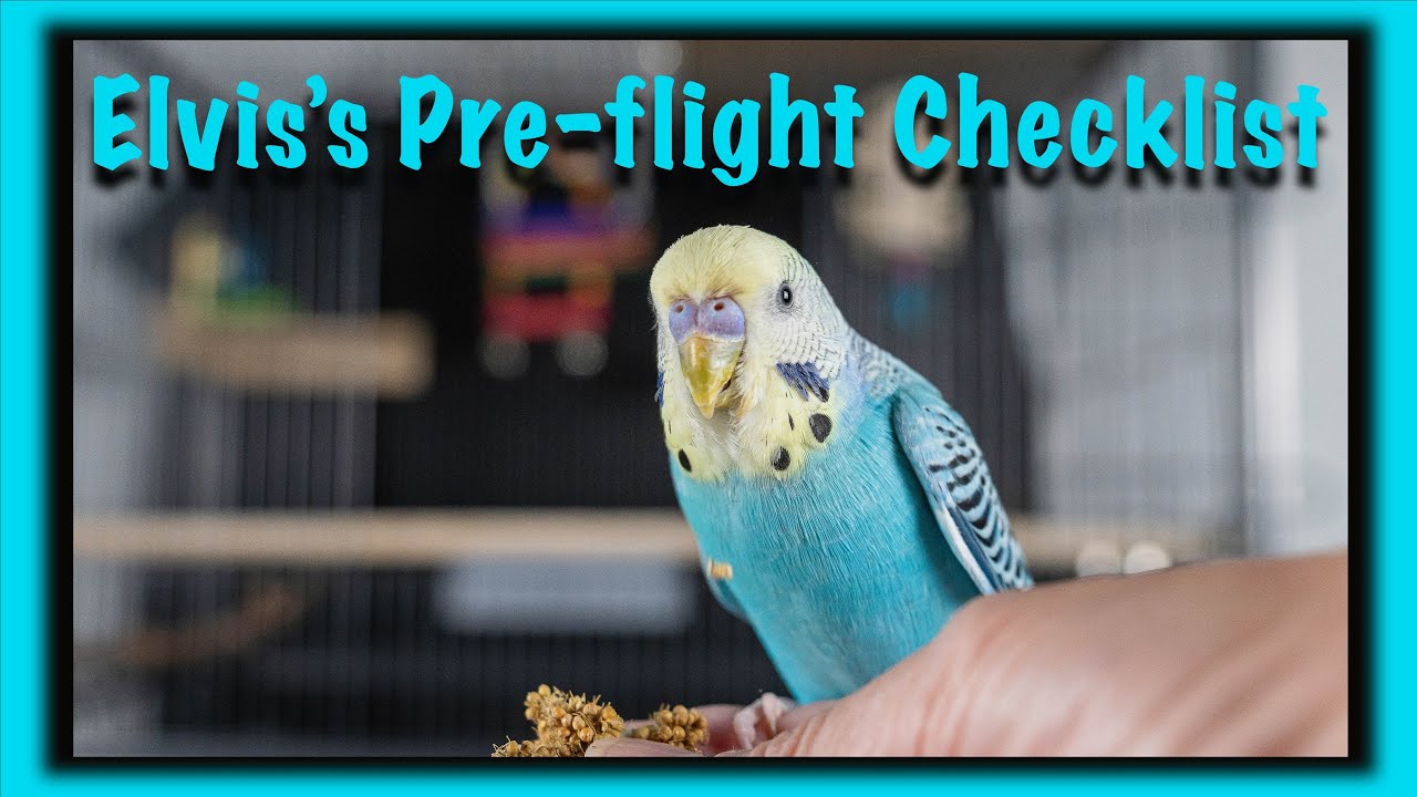 Elvis's Pre Flight Checklist For Budgies - YouTube