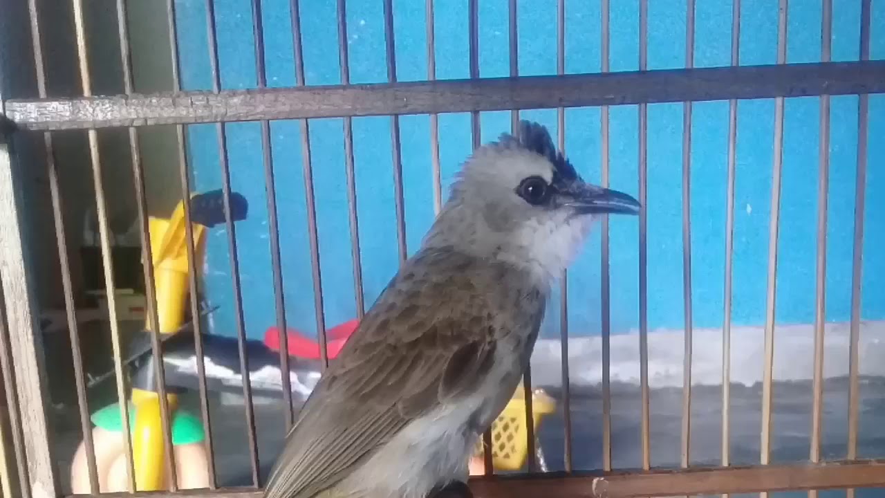 Menjinakan burung Trucuk super giras - YouTube