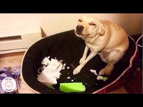 Funniest Dog Can Raise Your Mood #2 🤣 FUNNY DOGS Videos | Pets Gang