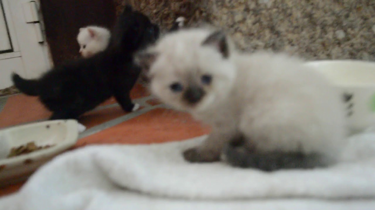 Kitten Cam - Cute Persian Siamese Mix Kittens Playing 4 Weeks Old #1 ...