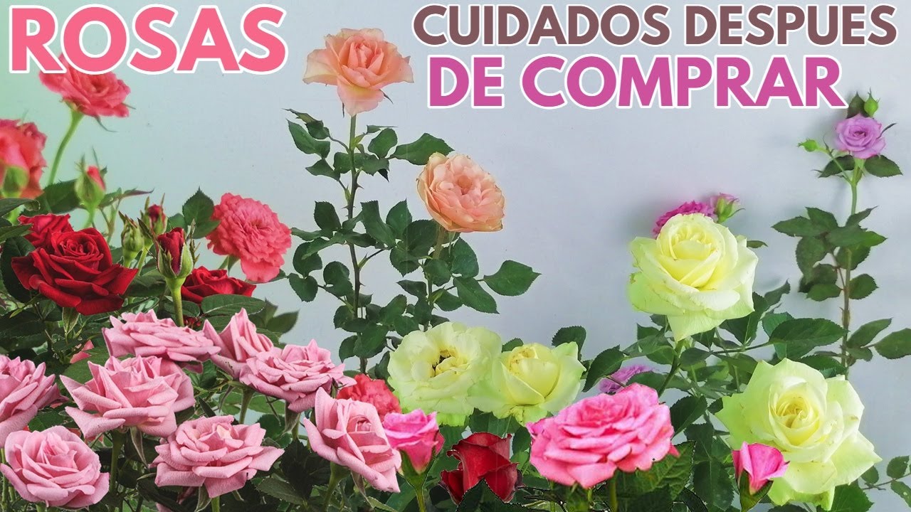 que hacer al comprar rosas y rosales chuyito jardinero - YouTube