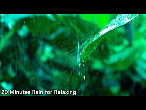 20 Minutes Of Gentle Rain (No Music, No Thunder), Rain Sounds to Sleep, Study, Relax, Reduce Stress
