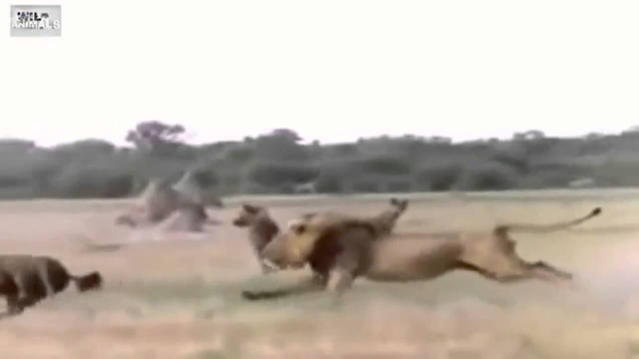 Lion Attack Hyena Amazing Wild Animal Attacks - Must See!!! - YouTube