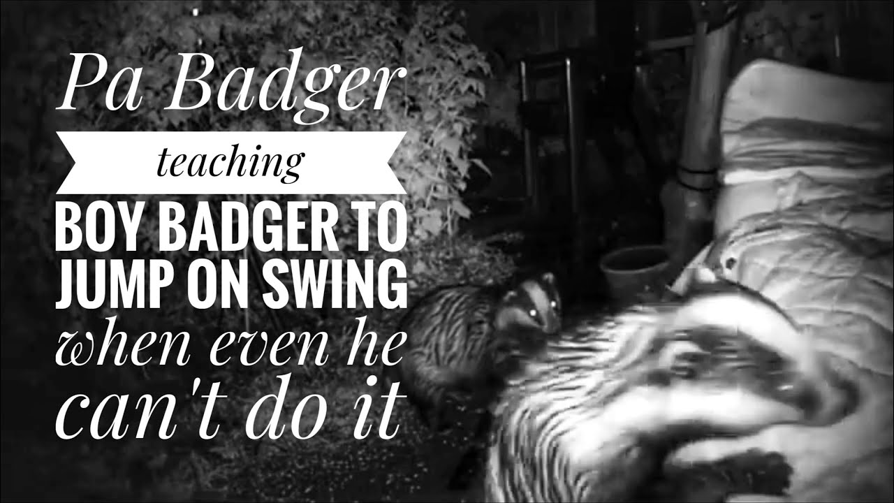 Pa Badger, now watch me son, we have to jump to reach the cats biscuits ...