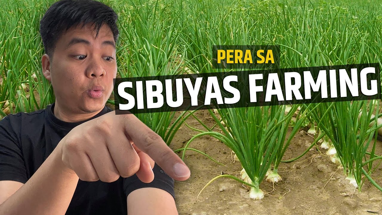 SIBUYAS FARM - Paano KUMITA ng MALAKI sa negosyo na ito? - YouTube