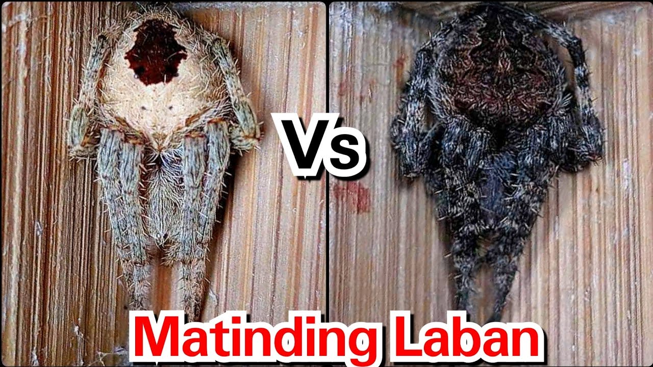 Laban ng malaking Gagamba - Classic Fight | Super Jumbo - YouTube