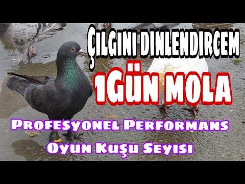 Çılgına Bir Gün Mola Verdim. Profesyonel Performans Oyun Kuşu Seyisi Birol Karalı