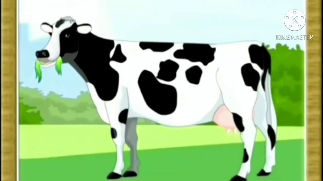 SISTEM PENCERNAAN SAPI (HEWAN RUMINANSIA) - YouTube