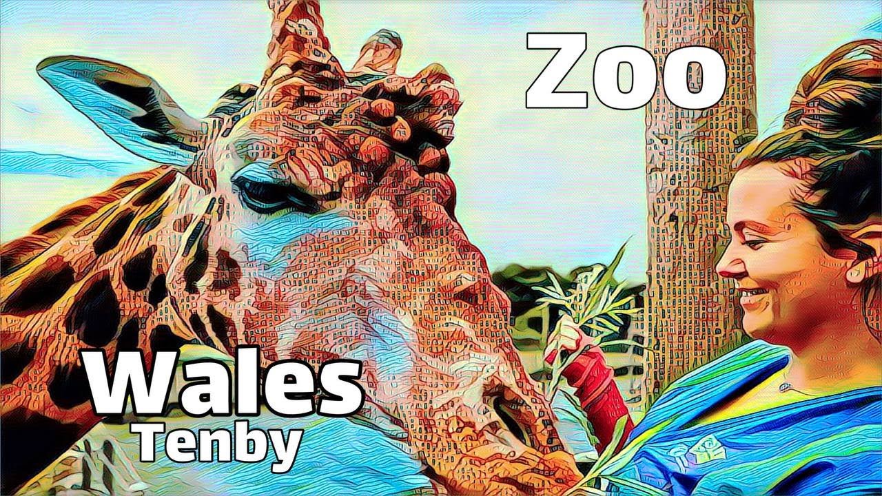 Tenby Wales, Wales zoo tour 🐯most Diverse Animal in Wales 🚠 4k video ...