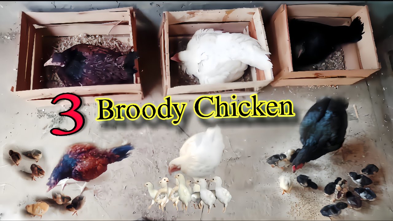 Three hens hatching 36 eggs together || lasani madi harvest har eggs - YouTube