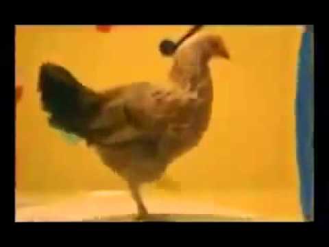 TOYUQ GOR NECE LAZQINKA OYNUYUR.