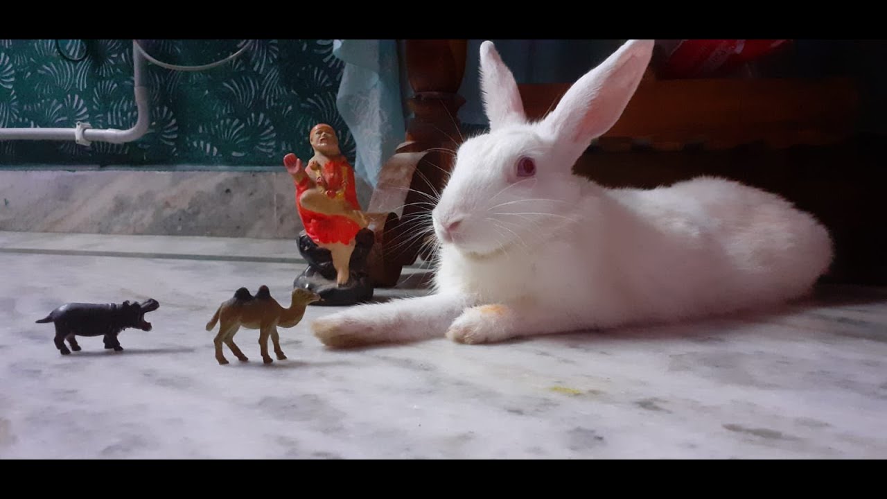 Bunny with camel and hippo - YouTube