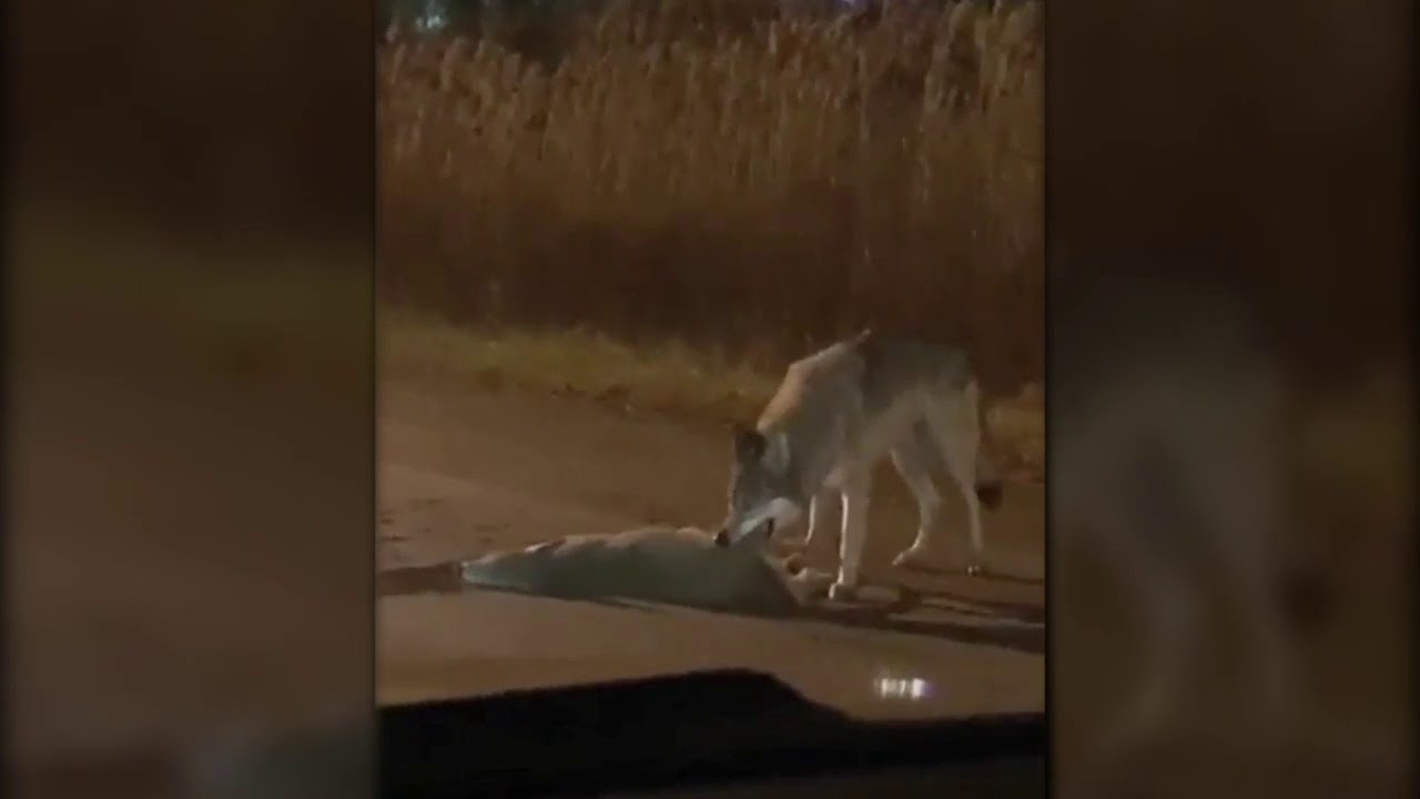 Mysterious animal on Staten Island drags carcass - YouTube