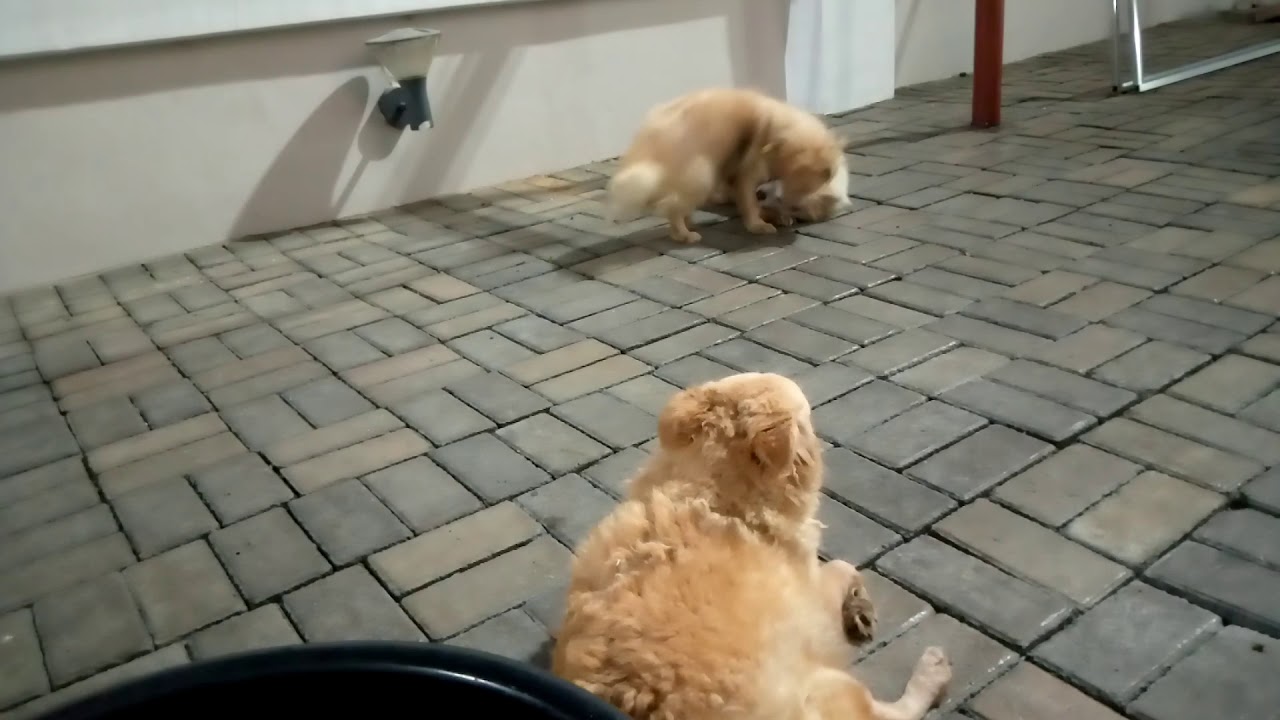 Little petty dogs having fun - YouTube