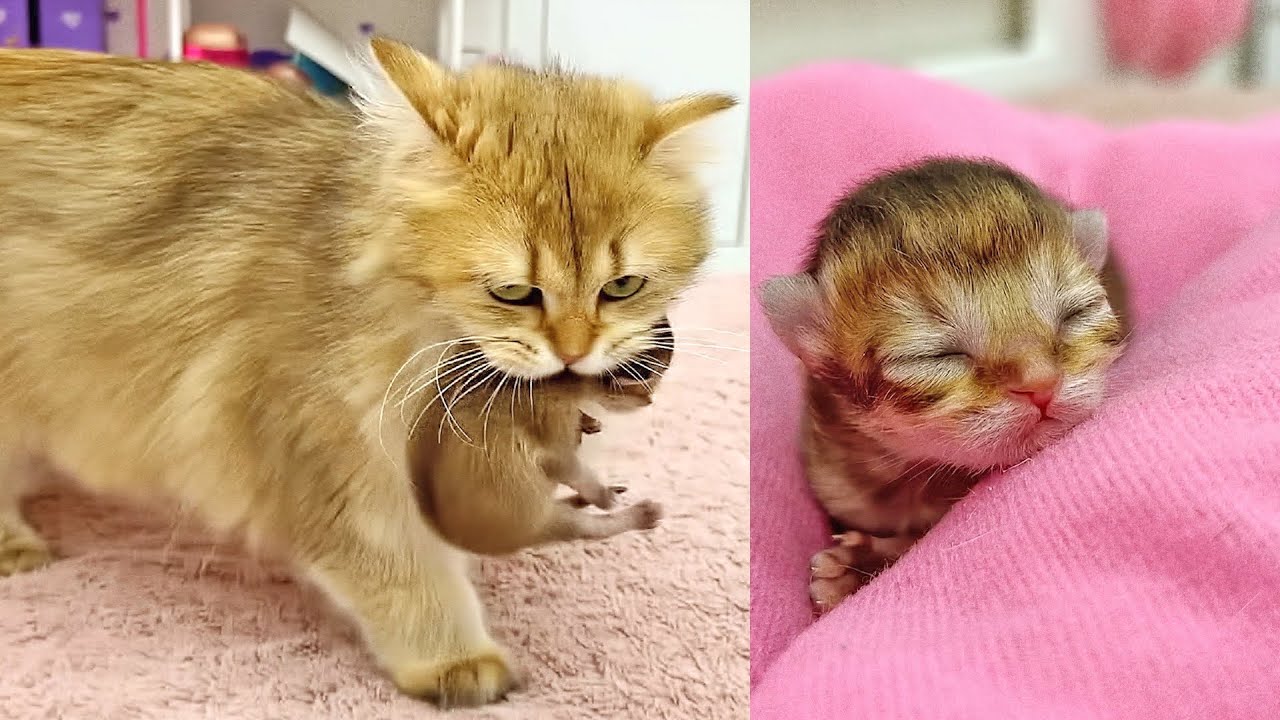 Protective mom cat: Carrying tiny kittens to a safe feeding haven! 😺🍼 ...