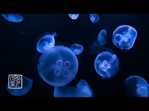 Moon💨Jellyfish & Healing Music 12 HRS. Floating and Relaxing as BGM, change of your🙏🏼mind & body.
