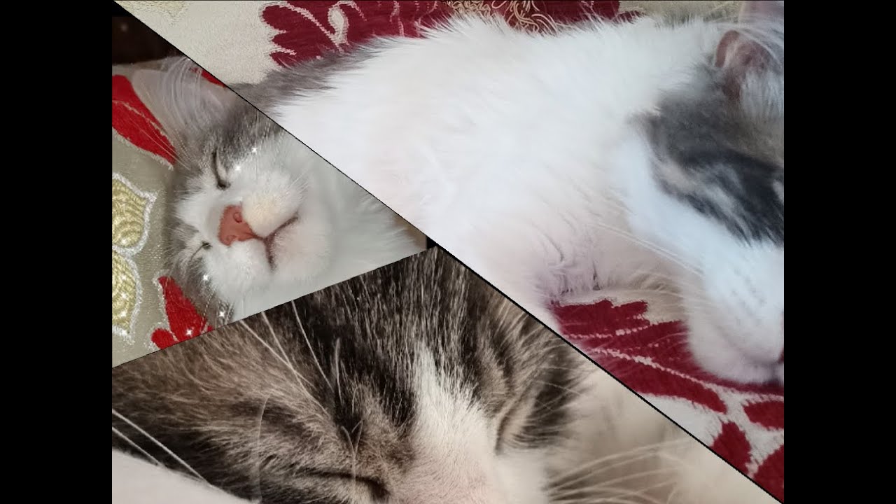 Diary of a funny little cat who loves to sleep - YouTube