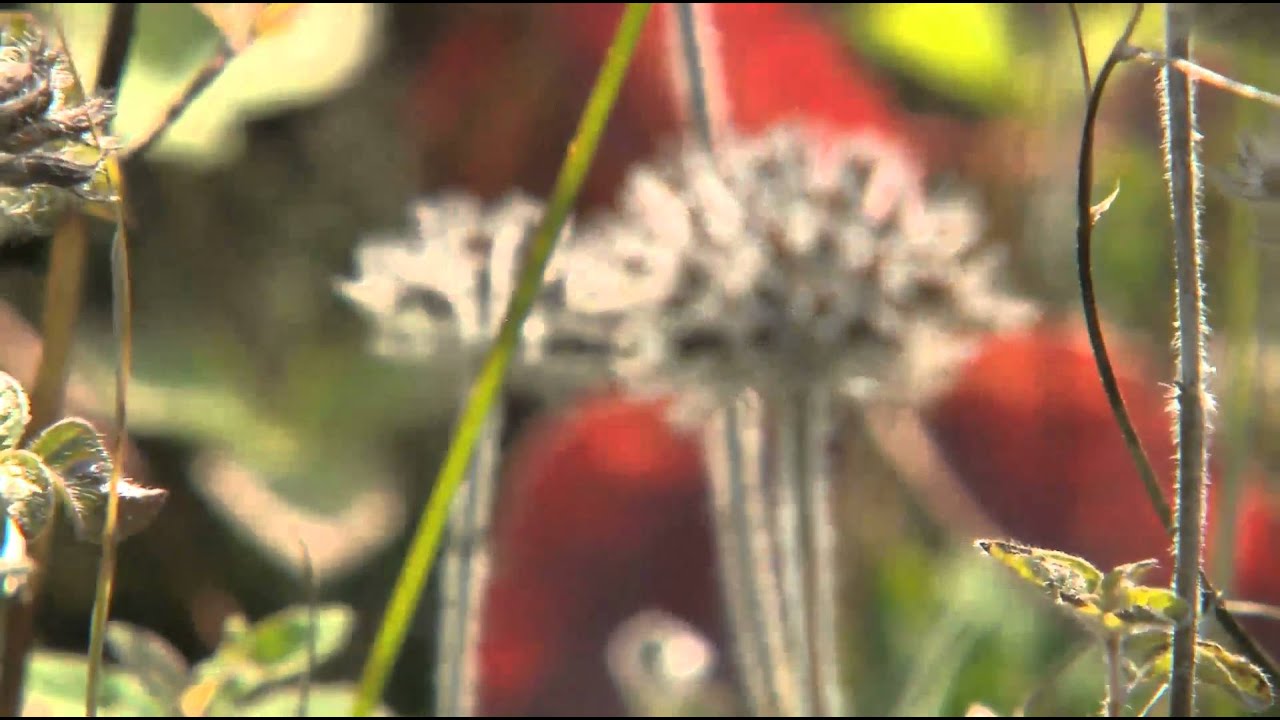 Series 2 - Episode Four - Oasis HD and NCC - Carden Alvar, ON - Lou and ...