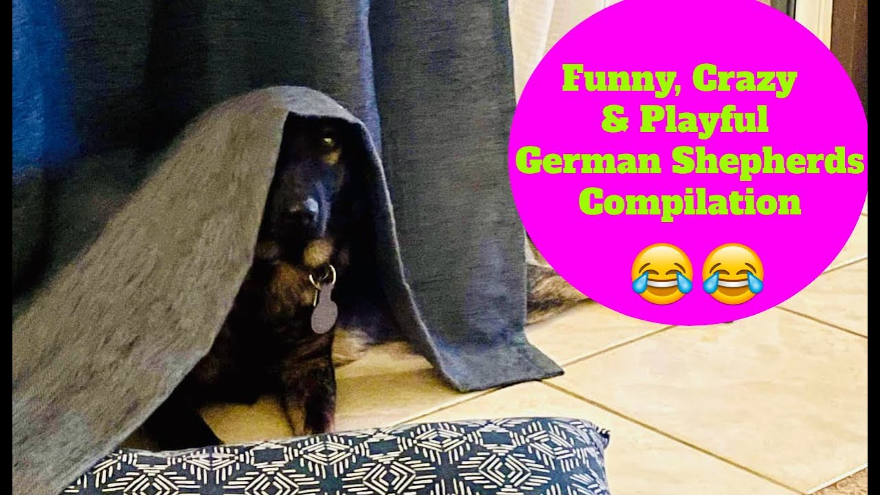 Funny, Crazy & Playful German Shepherds Compilation - YouTube