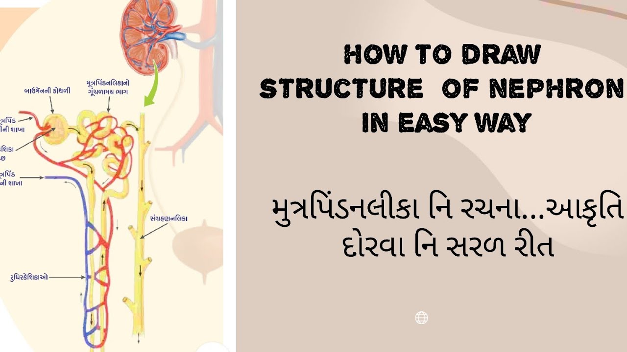 HOW TO DRAW STRUCTURE OF NEPHRON IN EASY WAY.. મુત્રપીંડ નલિકા ની રચના ...