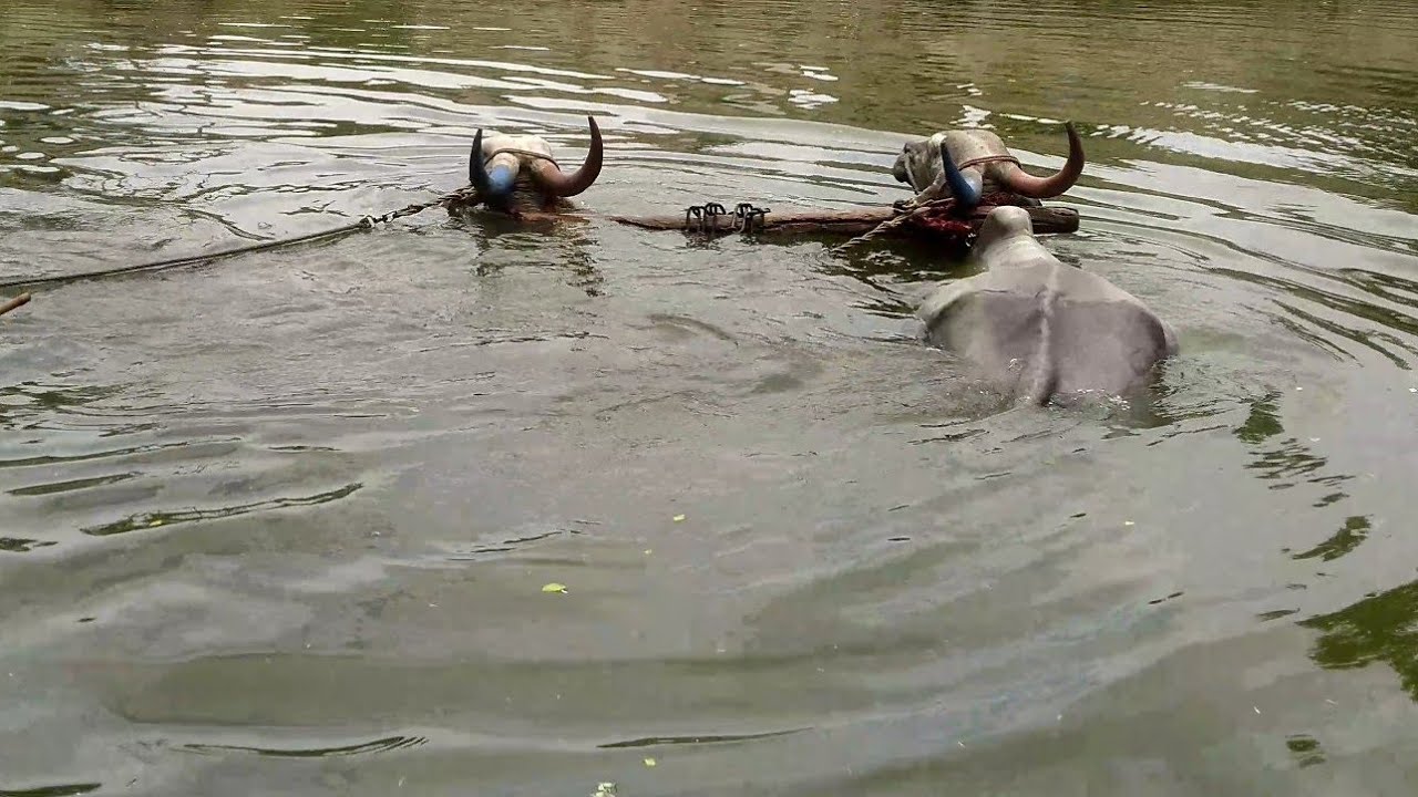 Bulls swimming in pond at village | Bullock bath | Indian country Bulls ...