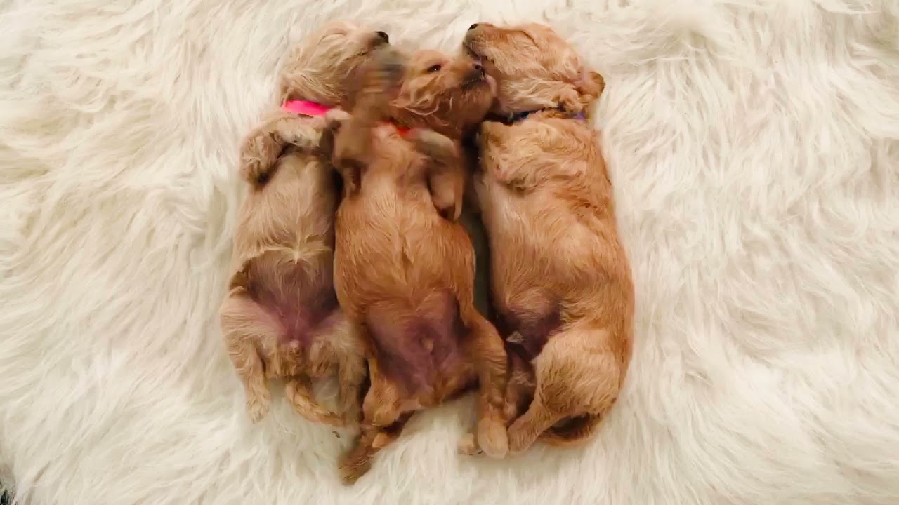 Precious Puppies! - YouTube