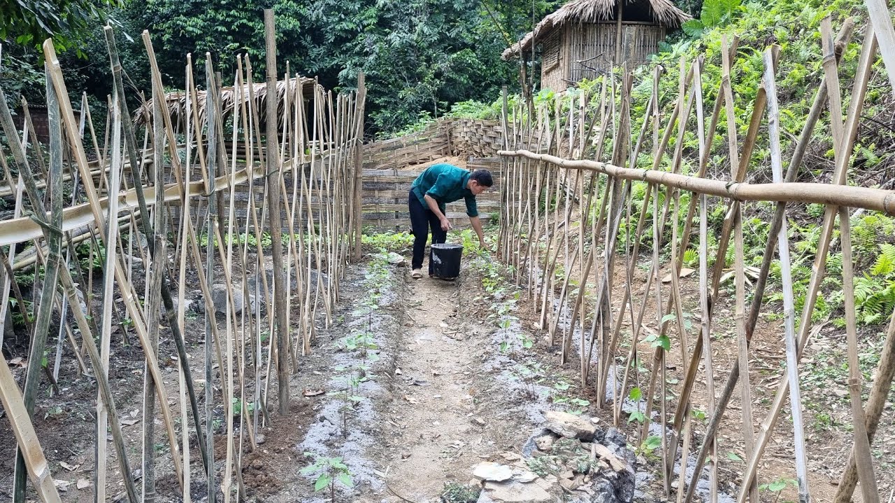 Weeding the bean garden, planting more beans, fertilizing, designing ...