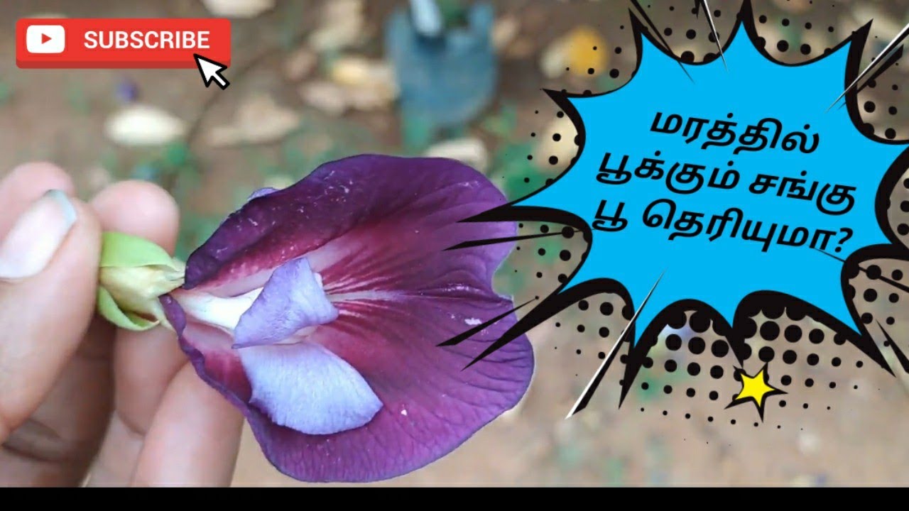 பாதிரி மரம் - Pathiri Maram - YouTube