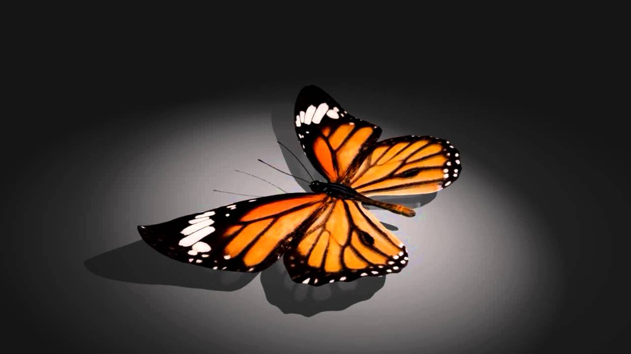 Butterfly Animation - YouTube
