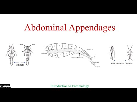 What Insects Have Abdominal Appendages