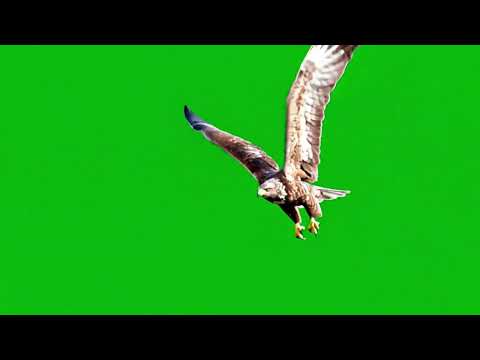 Eagle Flying Green Screen – Majestic Bird VFX in 4k