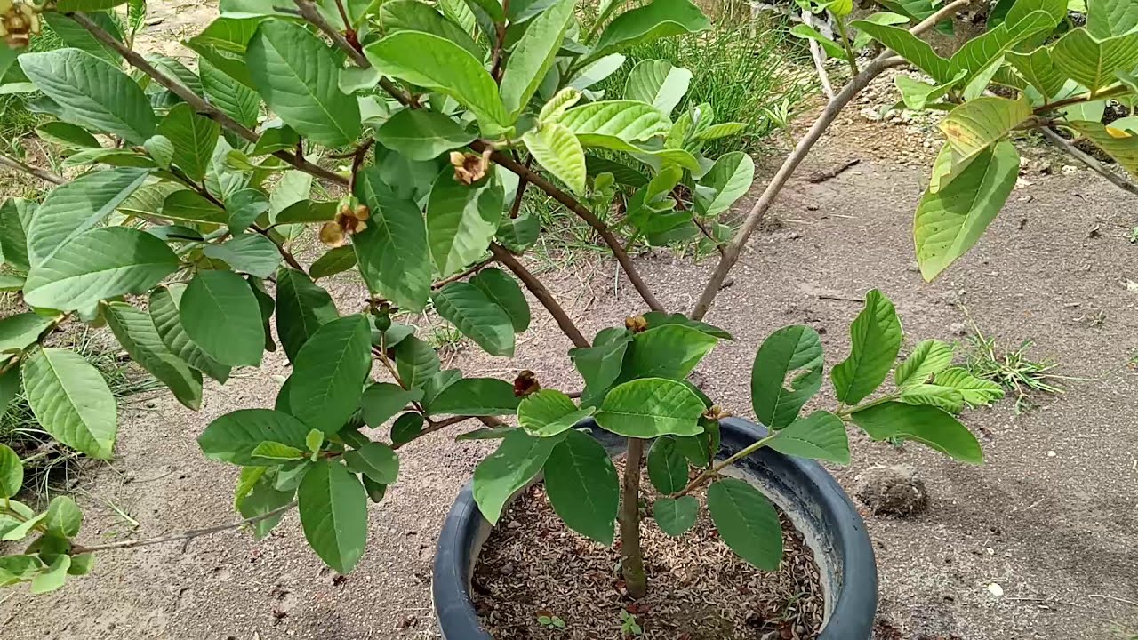 Tabulampot - YouTube