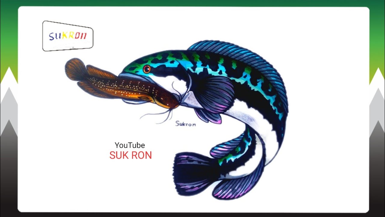 Cara Menggambar Ikan Toman Sedang Berburu - YouTube