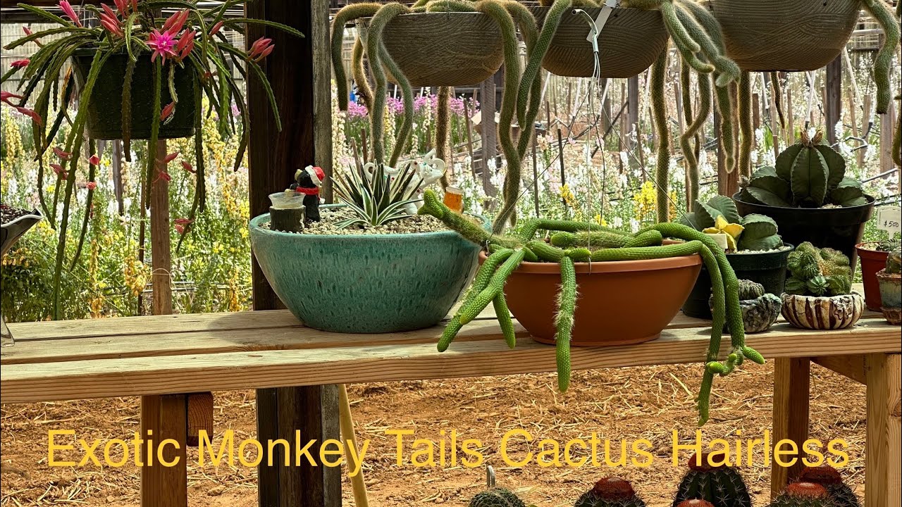 EXOTIC MONKEY TAILS CACTUS HAIRLESS GROW FROM SEEDS | ANGELVY PHONE 669 ...
