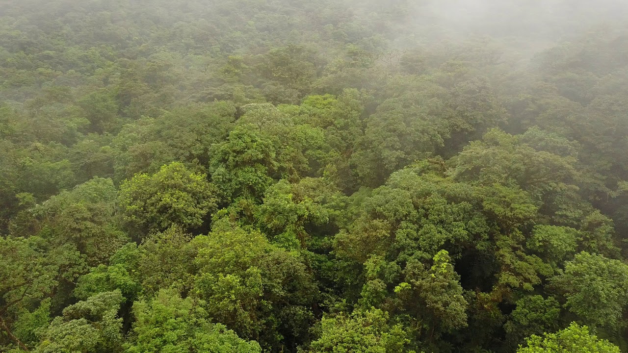 Nectandra Cloud Forest Gardens drone flight - YouTube